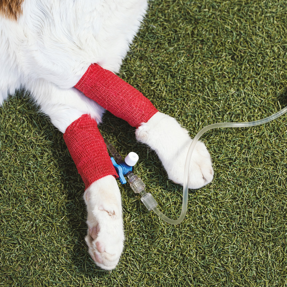 The importance of fluid therapy in dogs and cats with 30 min audio ...